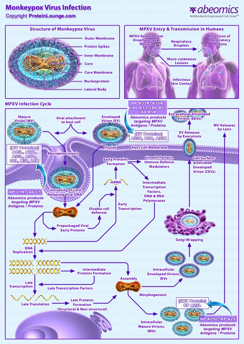 Monkeypox Virus Infection
